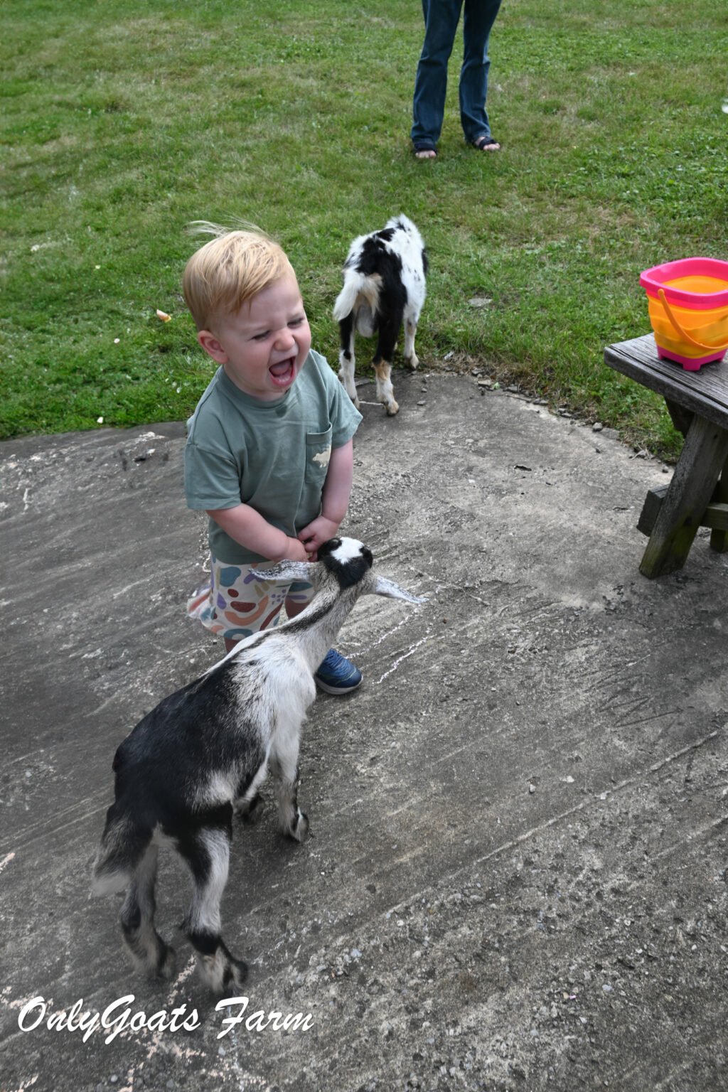 Only Goats Farm