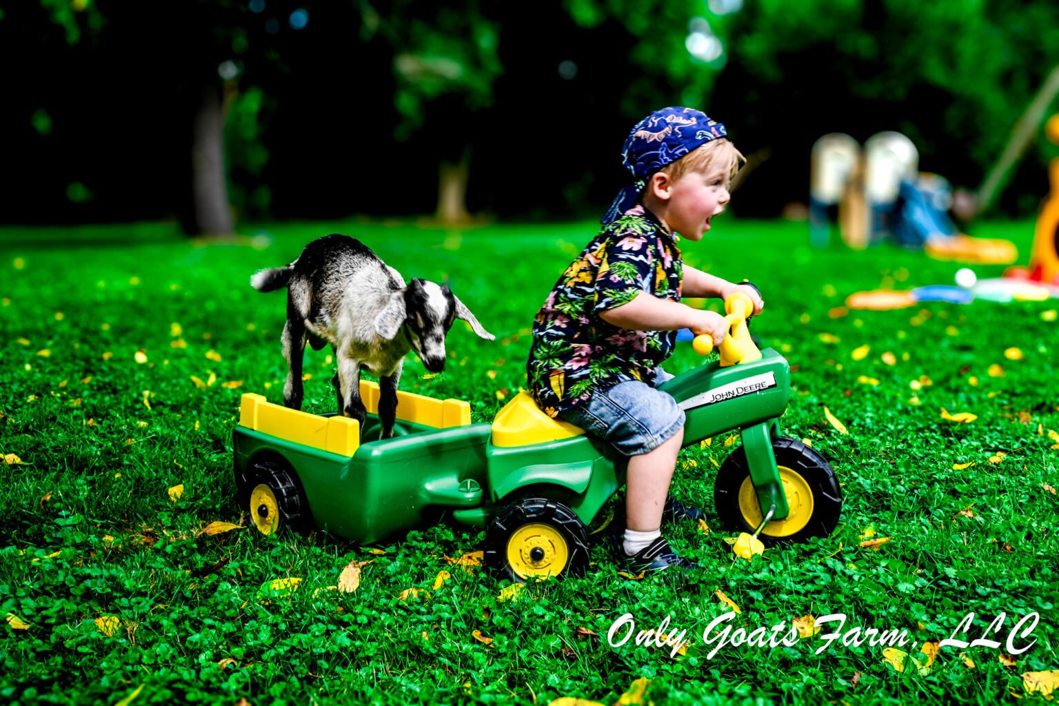 Only Goats Farm