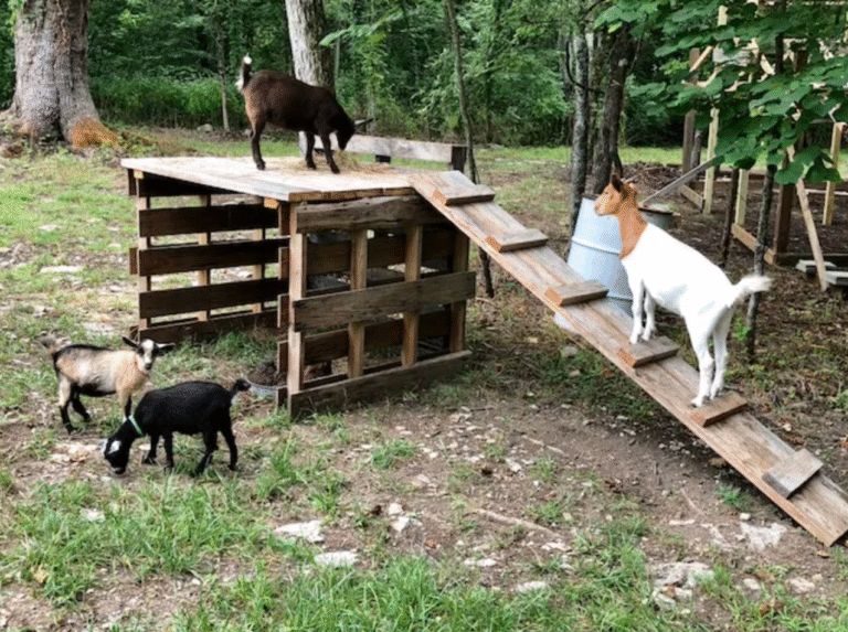 10 DIY Pallet Goat Playground Ideas (Build Smart + Save Big)