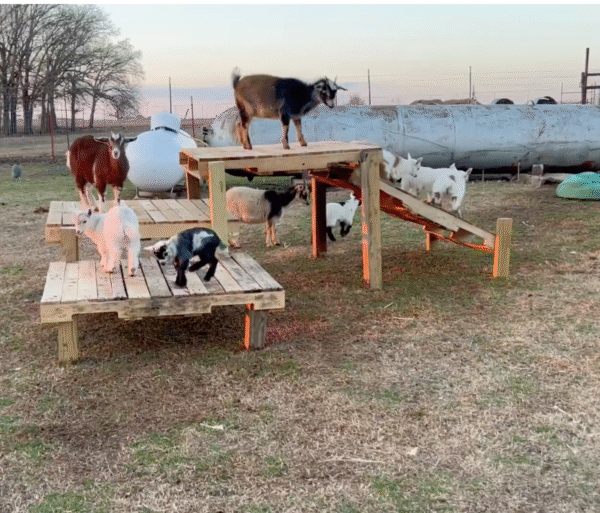 10 DIY Pallet Goat Playground Ideas (Build Smart + Save Big)