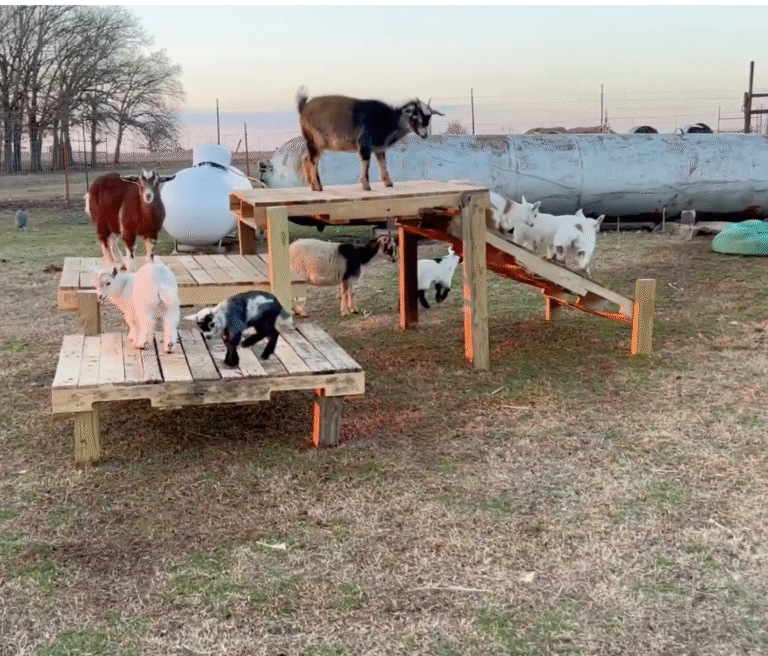 10 DIY Pallet Goat Playground Ideas (Build Smart + Save Big)