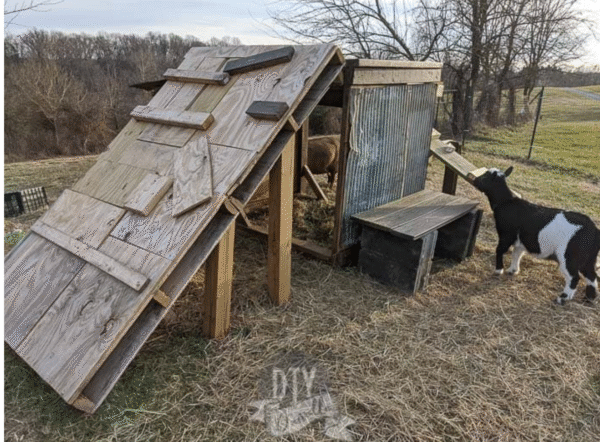 10 DIY Pallet Goat Playground Ideas (Build Smart + Save Big)