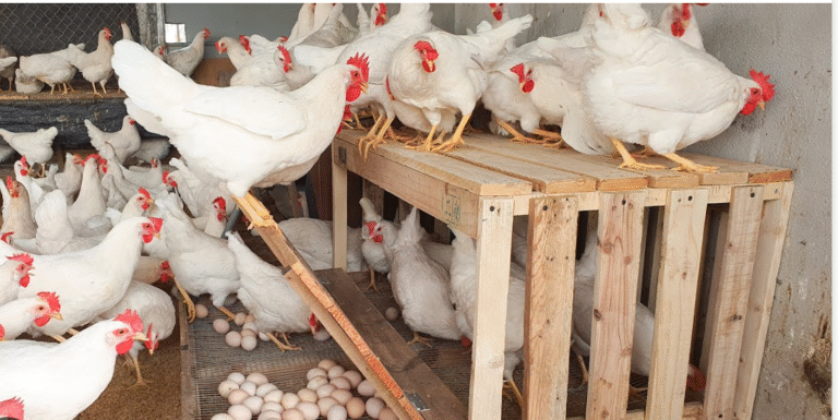 8 DIY Chicken & Duck Nesting Box Ideas (Using Buckets, Crates, Pallets ...